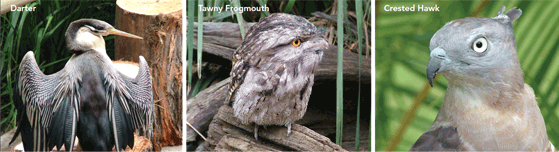 The Beak It s Structure Function And Problems Birdhouse